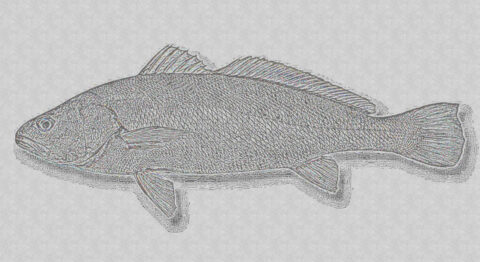 Mulloway fishing/Jewfish fishing | Australian Lure Fishing