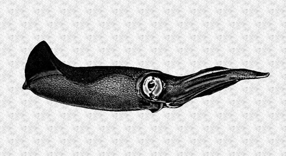 Squid jigging masterclasses - Top Aussie anglers share pro tips